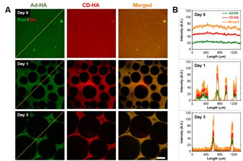 3 Temporal Evolution Of Hydrogel Porosity And Component Download