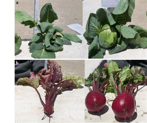 Piriformospora Indica Promotes Plant Growth Under Extreme Temperature Download Scientific