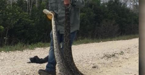 Get Paid To Kill Pythons In South Florida