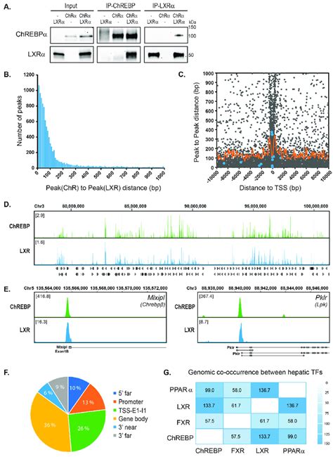 Genome Wide Co Occupancy Of Carbohydrate Responsive Element Binding