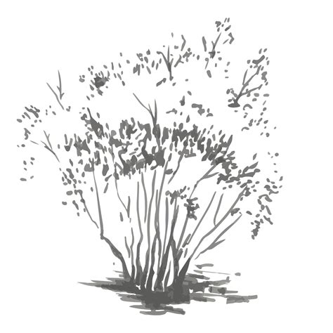 Hand Drawn Bush Rrealistic Image In Shades Of Gray Sketch Painted