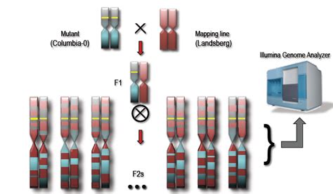 Ngm Next Generation Ems Mutation Mapping Description