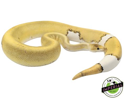 Cinnamon Champagne Het Ghost Ball Python Adult For Sale Imperial