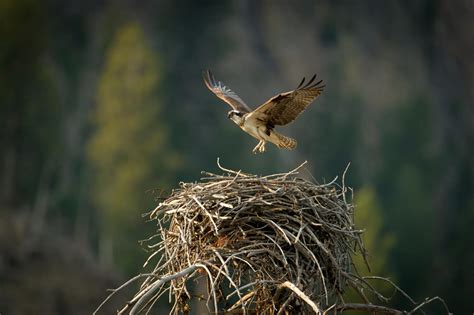 Biological Habitat Monitoring And Compliance Ecs