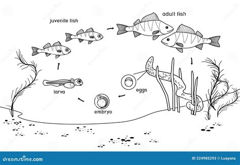 Coloring Page With Fish Life Cycle Sequence Of Stages Of Development