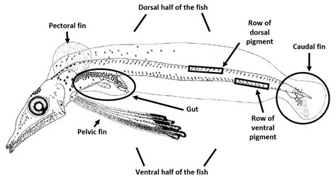 Antarctic Ice Fish