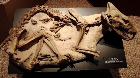 Scientists Just Found The Oldest Fossil Ever Unearthed In America