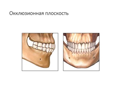 Общая анатомия зубов.виды и форма зубных дуг (тема 1) - презентация онлайн