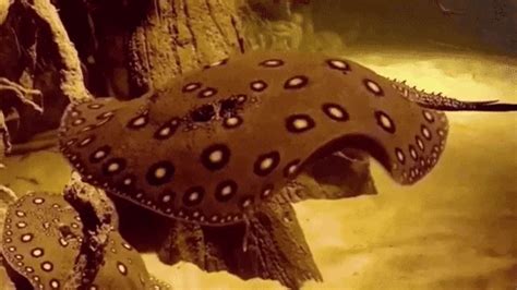 Ocellate River Stingray S Get The Best  On Giphy