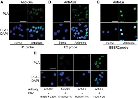 A Proximity Dependent Assay For Specific Rna Protein Interactions In Intact Cells