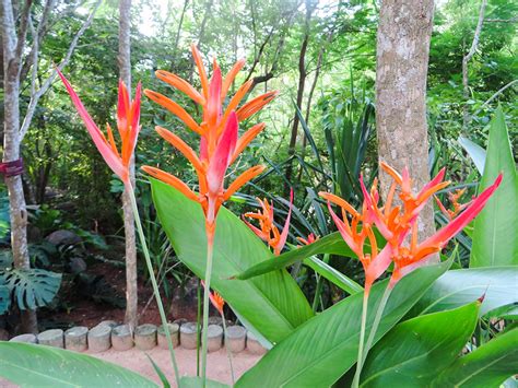 Celebra Su Xv Aniversario De Creación El Jardín Botánico De Acapulco
