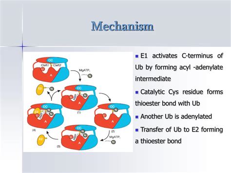 Ppt The Ubiquitin Proteosome Pathway Powerpoint Presentation Free
