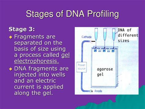 Dna Fingerprinting Process In Steps