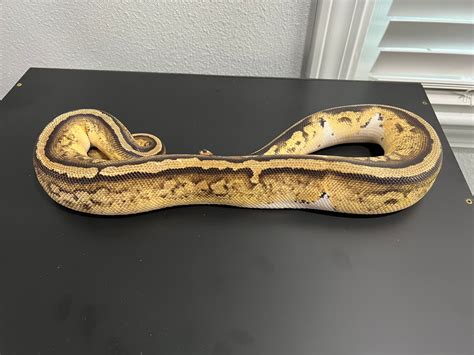 Help With Identification Ball Pythons Morphmarket Reptile Community