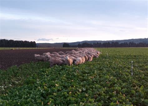 A Case Of Nitrate Toxicity Vetsouth