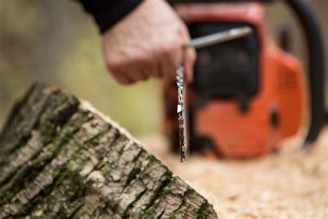 Unrest In The Forest