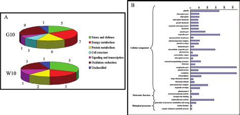 A Functional Categorization Of The Differentially Expressed Proteins