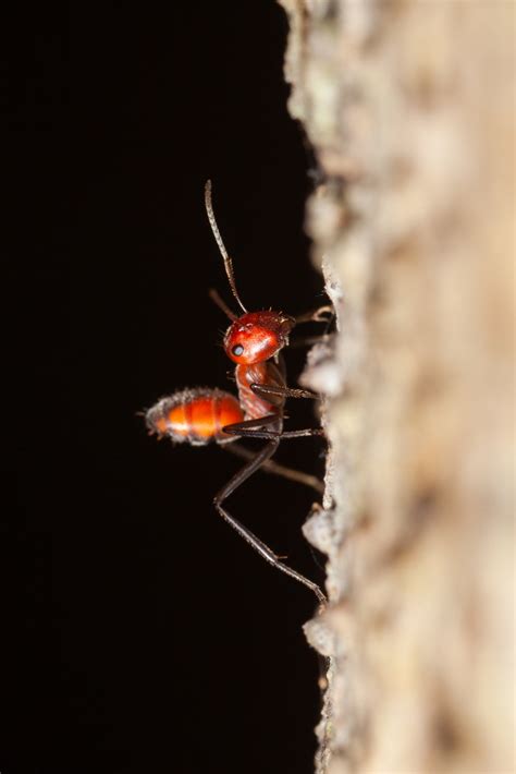 Exploding Ant From Mu Si Pak Chong District Nakhon Ratchasima 30130 Thailand On January 04