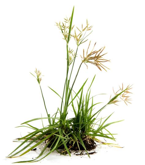 How To Get Rid Of Nut Grass In Your Lawn Myhometurf