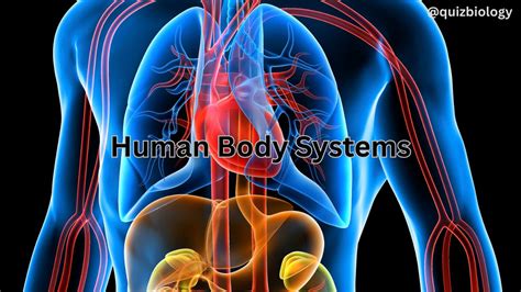 Match Organs To Their Organ Systems Organ System Activity Game