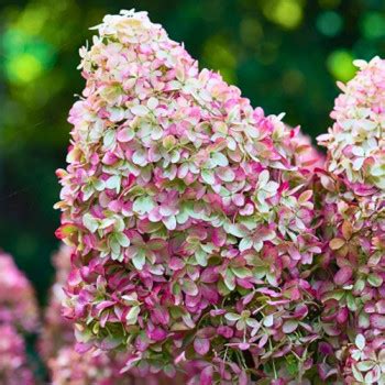 Гортензия метельчатая Роял Флауер (Royal Flower)