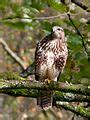 Buteo Buteo Wikimedia Commons