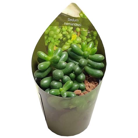 Sedum Hernandezii — Plant Wholesale Floraccess