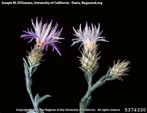Diffuse Knapweed