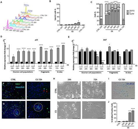Distinct Effects Of Epirubicin Cisplatin And Cyclophosphamide On