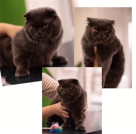 Ростов на Дону Ищет дом брутальный Григорий шотладский вислоухий Возраст около 2 лет