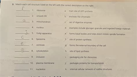 solved match each cell structure listed on the left with the