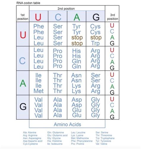 Solved The Following DNA Sequence Is A Fragment From The Chegg