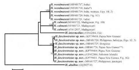 maximum likelihood ml tree from partial sequences of mitochondrial