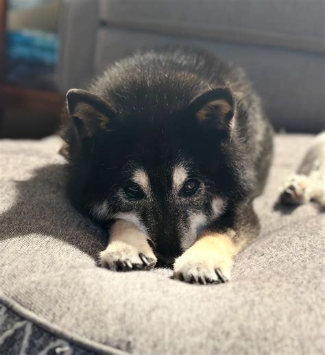 Connor Strikes A Pose For Chris Rlivestreamfail