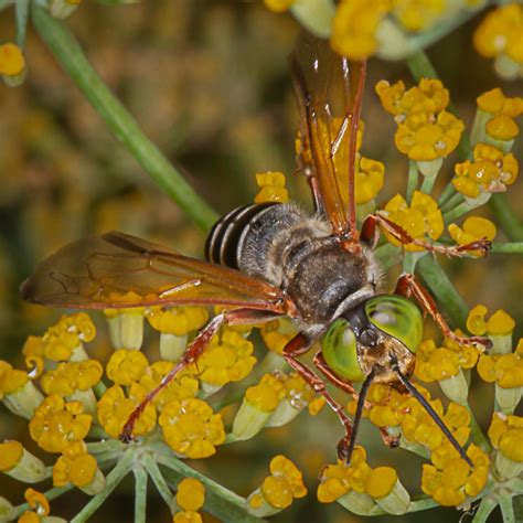 Tachytes Distinctus Tachytes Distinctus Bugguide Net