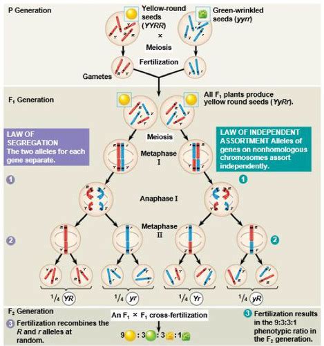 AP Bio Chapter 15 The Chromosomal Basis Of Inheritance Flashcards