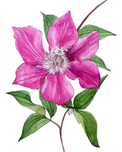 Mi Piace 205 Commenti 4 Soma Somaillust Su Instagram 스케치없이 그리는 클래마티스꽃술만 복잡하지 은근
