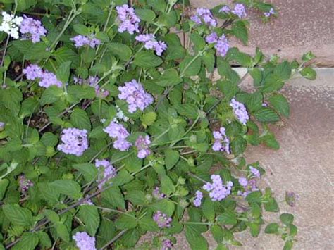 Trailing Lantana Oklahoma State University
