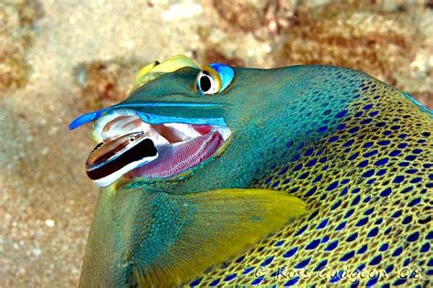 Cleaner Wrasse Ocean Treasures Memorial Library