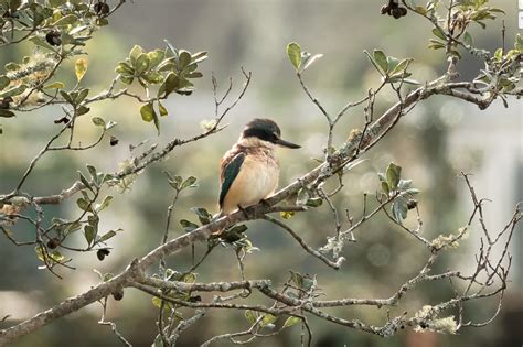 Yusuf Qureshi Kōtare Morning Light Skar Image Lab