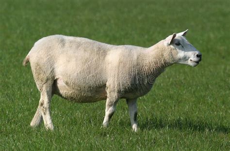 Chewin El Bolo Alimenticio Foto De Archivo Imagen De Paste 98292