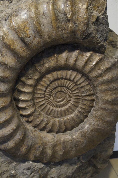 Snail Shell Fossil