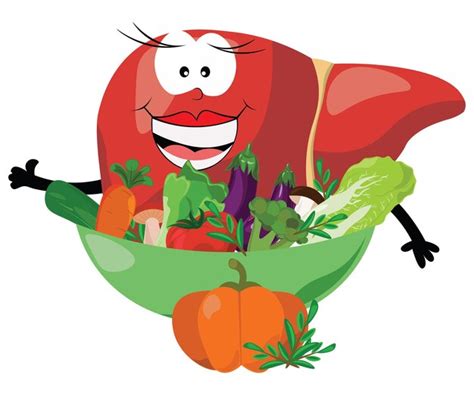 건강한 간 프리미엄 벡터