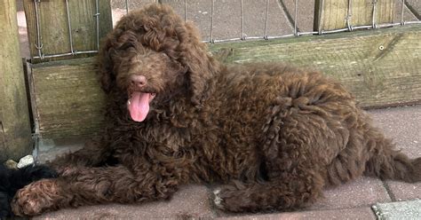 Chocolade Goldendoodles Goldendoodle Puppy Chocolate Id3187 Located