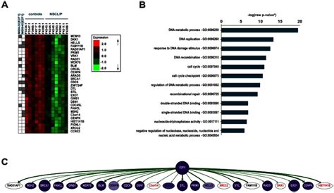 a supervised similarity cluster based on brca1 expression avg