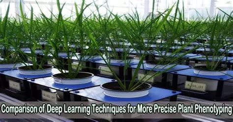 Comparison Of Deep Learning Techniques For More Precise Plant Phenotyping Assignment Point