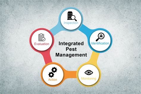 Expert Pest Control Services In Uae Rodent And Cockroach Removal