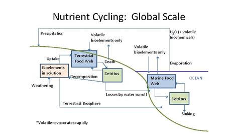Unit 4 Nutrient Cycles In Marine Ecosystems AICE