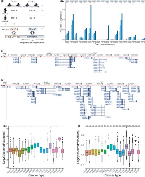Proportion Of Genome Amplification In Open Chromatin Regions A