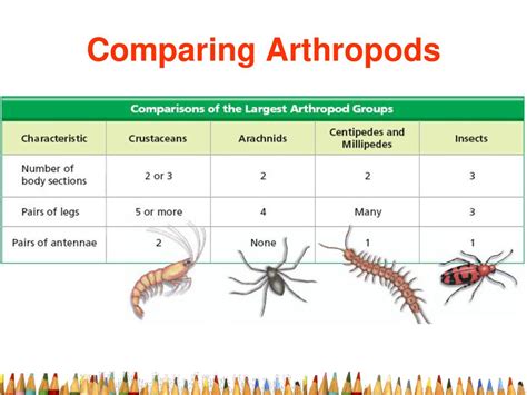 5 5 And 5 6 7th Grade Agenda Learning Objective Learn About Arachnids And Echinoderm Collect Hw